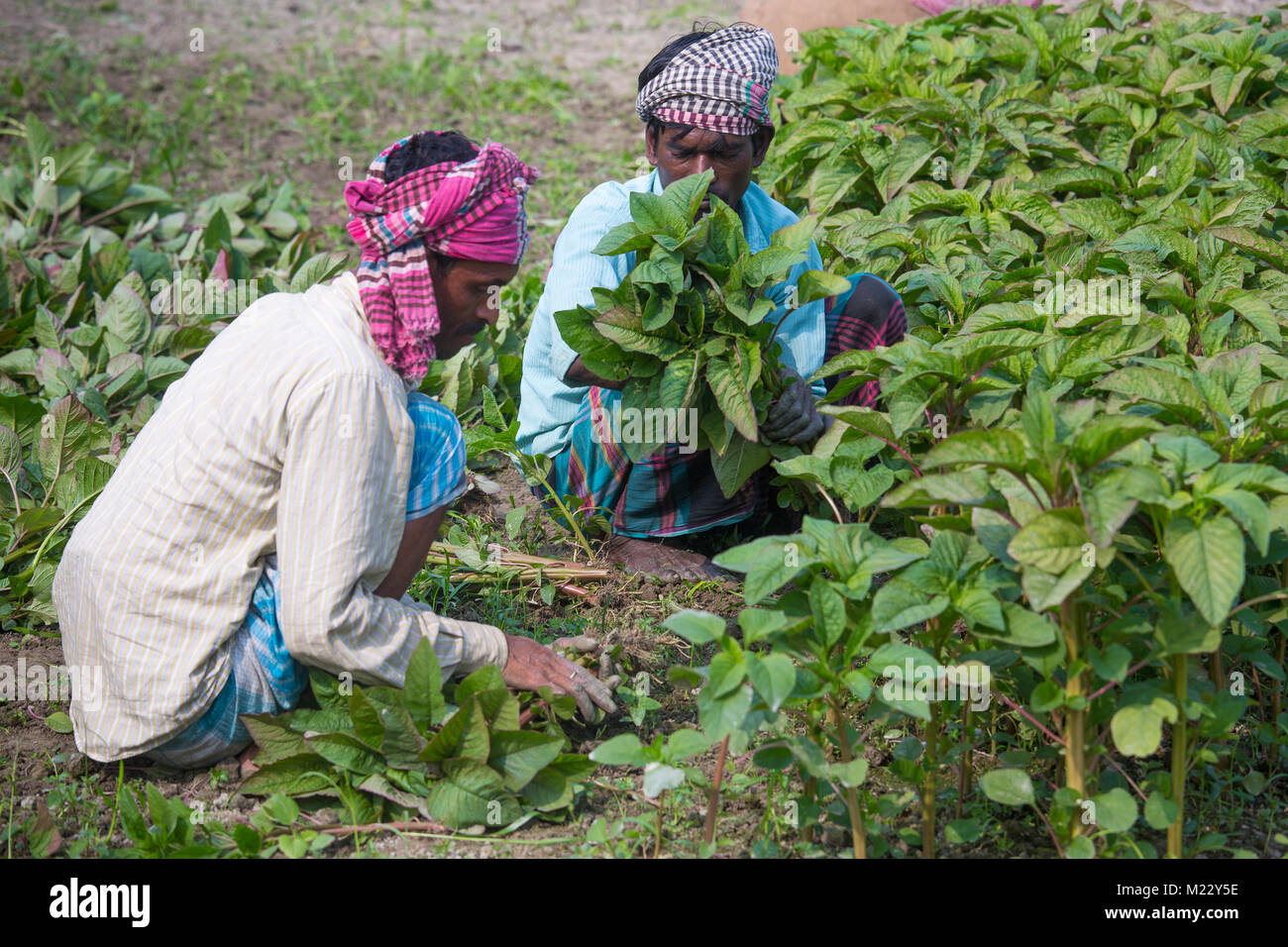 Amaranth Harvesting (Data Shak), farmers working in the field ...