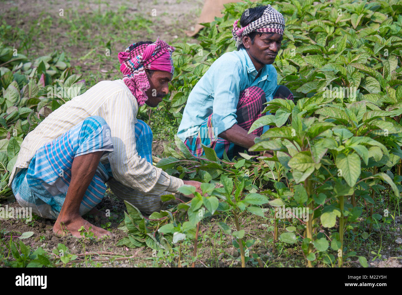 Amaranth Harvesting (Data Shak), farmers working in the field ...