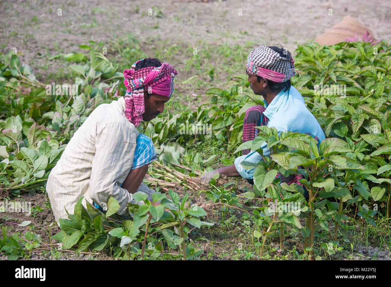 Amaranth Harvesting (Data Shak), farmers working in the field ...