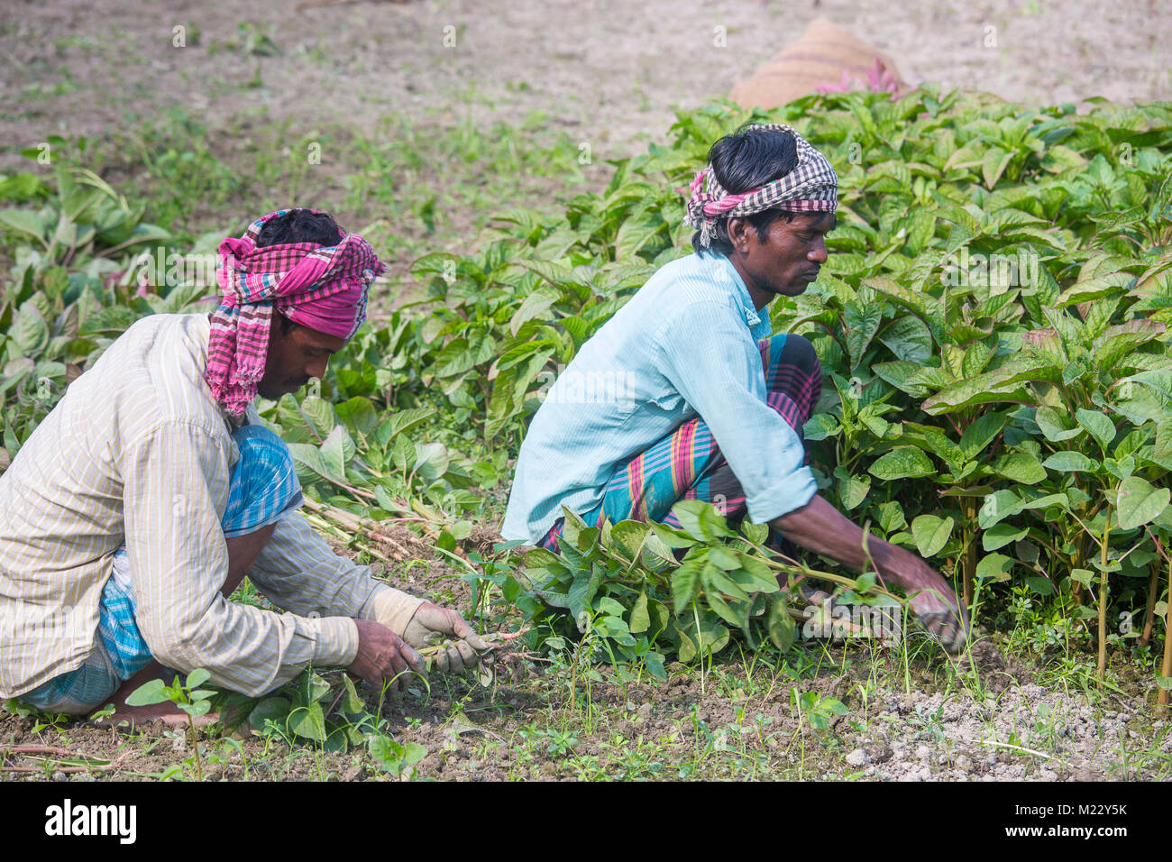 Amaranth Harvesting (Data Shak), farmers working in the field ...