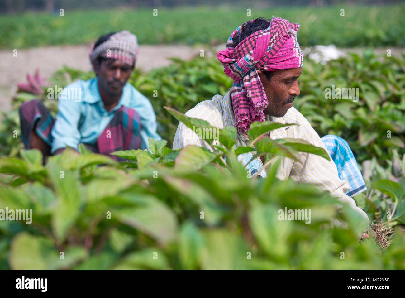 Amaranth Harvesting (Data Shak), farmers working in the field ...