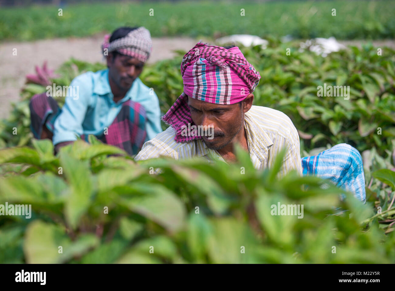 Amaranth Harvesting (Data Shak), farmers working in the field ...