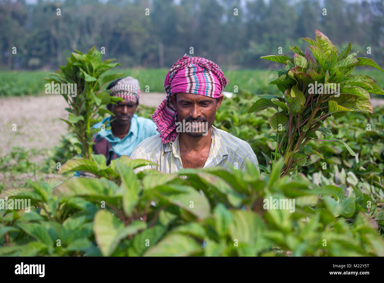 Amaranth Harvesting (Data Shak), farmers working in the field ...