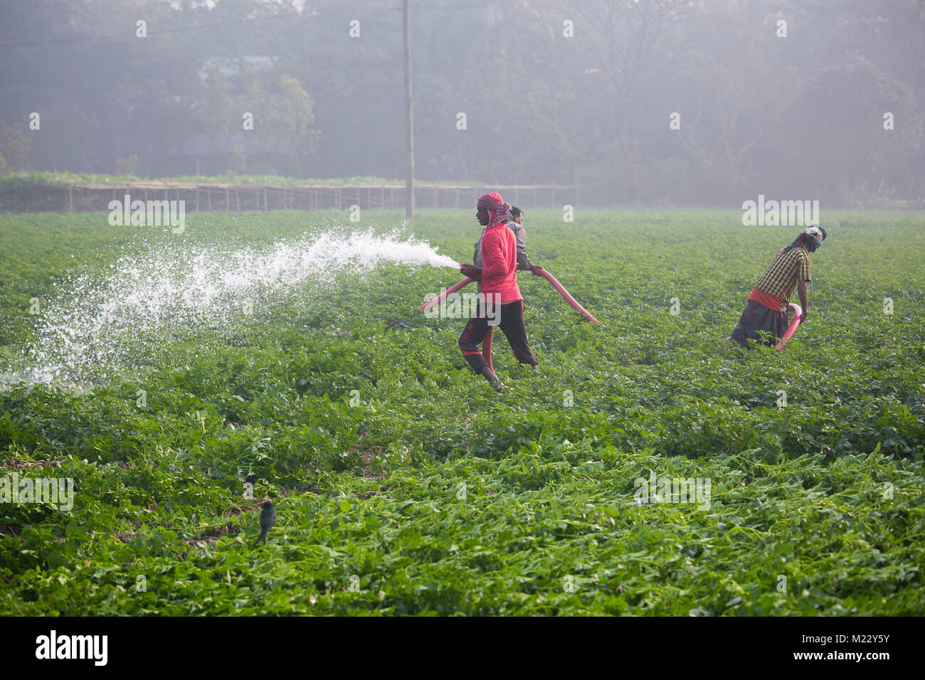 Irrigation, farmer working in the potato field, Munshigonj, Bangladesh ...