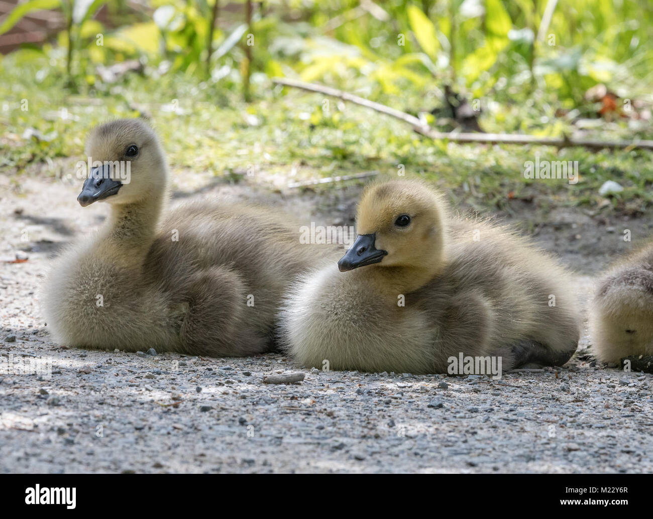 Reifel migratory bird sanctuary geese hi-res stock photography and ...