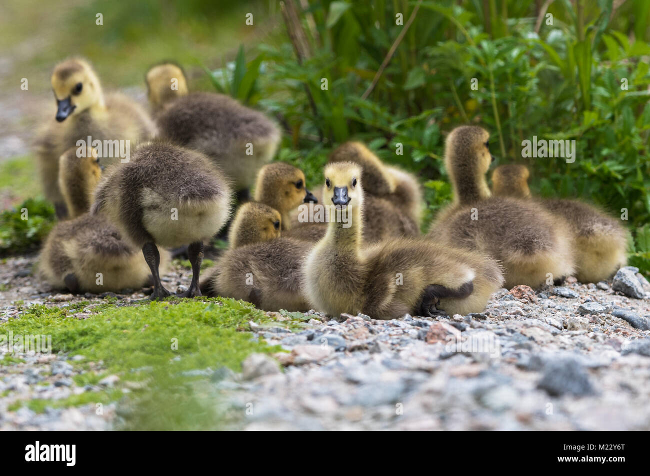 Young Canada Goslings at George C. Reifel Migratory Bird Sanctuary ...
