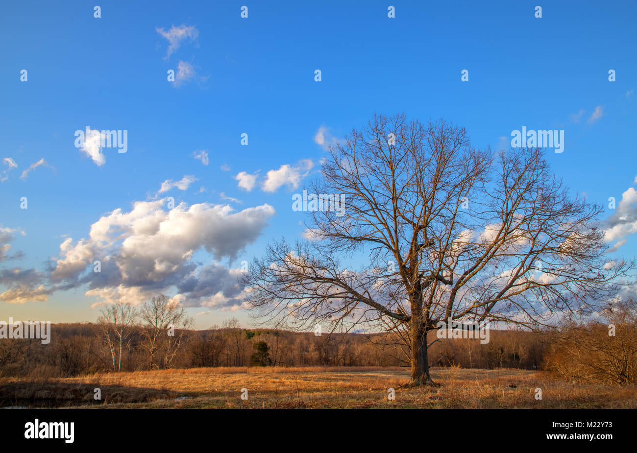Horizontal landscape photo of a leafless tree with brown ground and a ...