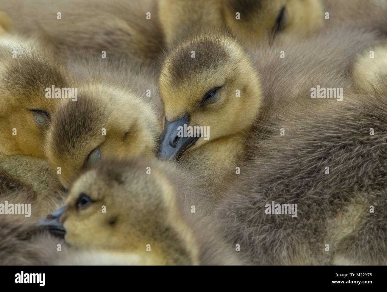 Young Canada Goslings at George C. Reifel Migratory Bird Sanctuary ...