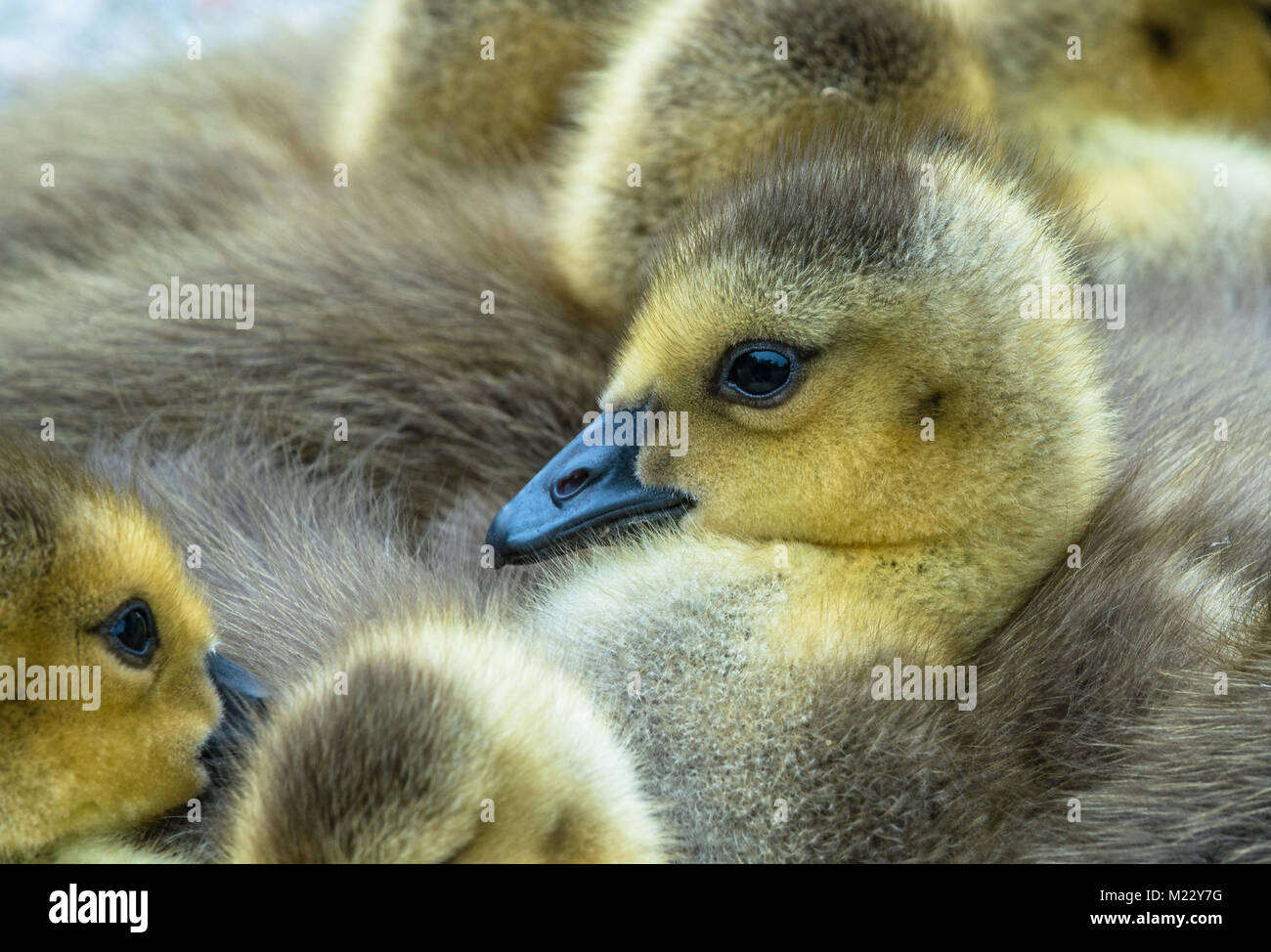 Young Canada Goslings at George C. Reifel Migratory Bird Sanctuary ...