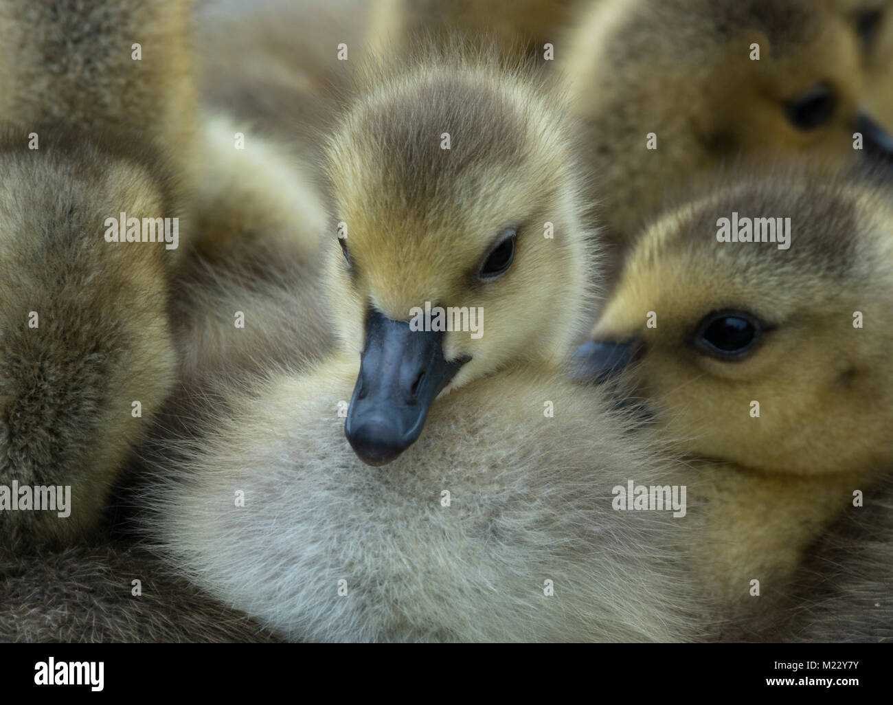 Reifel migratory bird sanctuary geese hi-res stock photography and ...