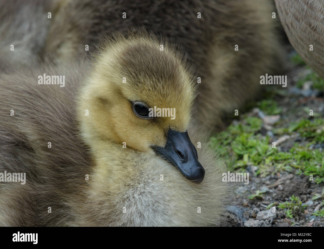 Young Canada Goslings at George C. Reifel Migratory Bird Sanctuary ...