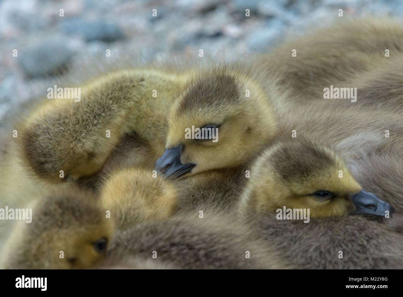 Young Canada Goslings at George C. Reifel Migratory Bird Sanctuary ...