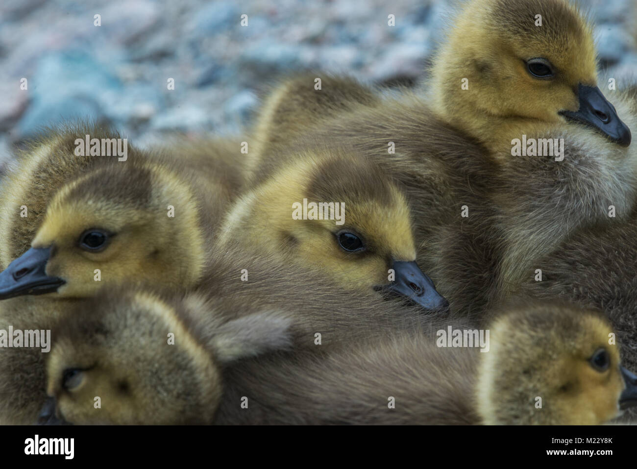 Young Canada Goslings at George C. Reifel Migratory Bird Sanctuary ...