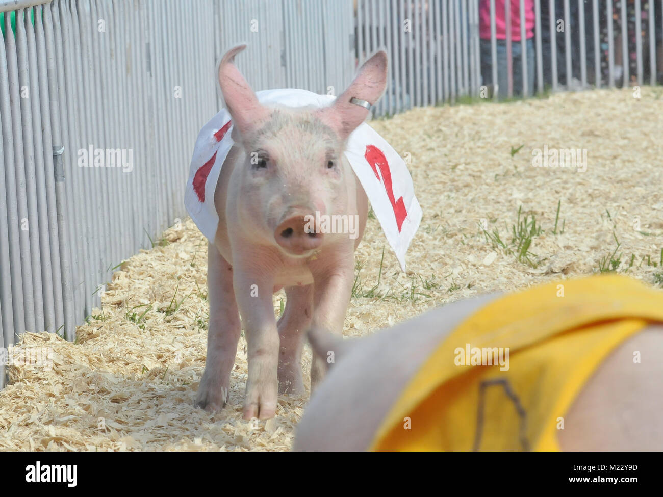pigs racing at festival Stock Photo - Alamy