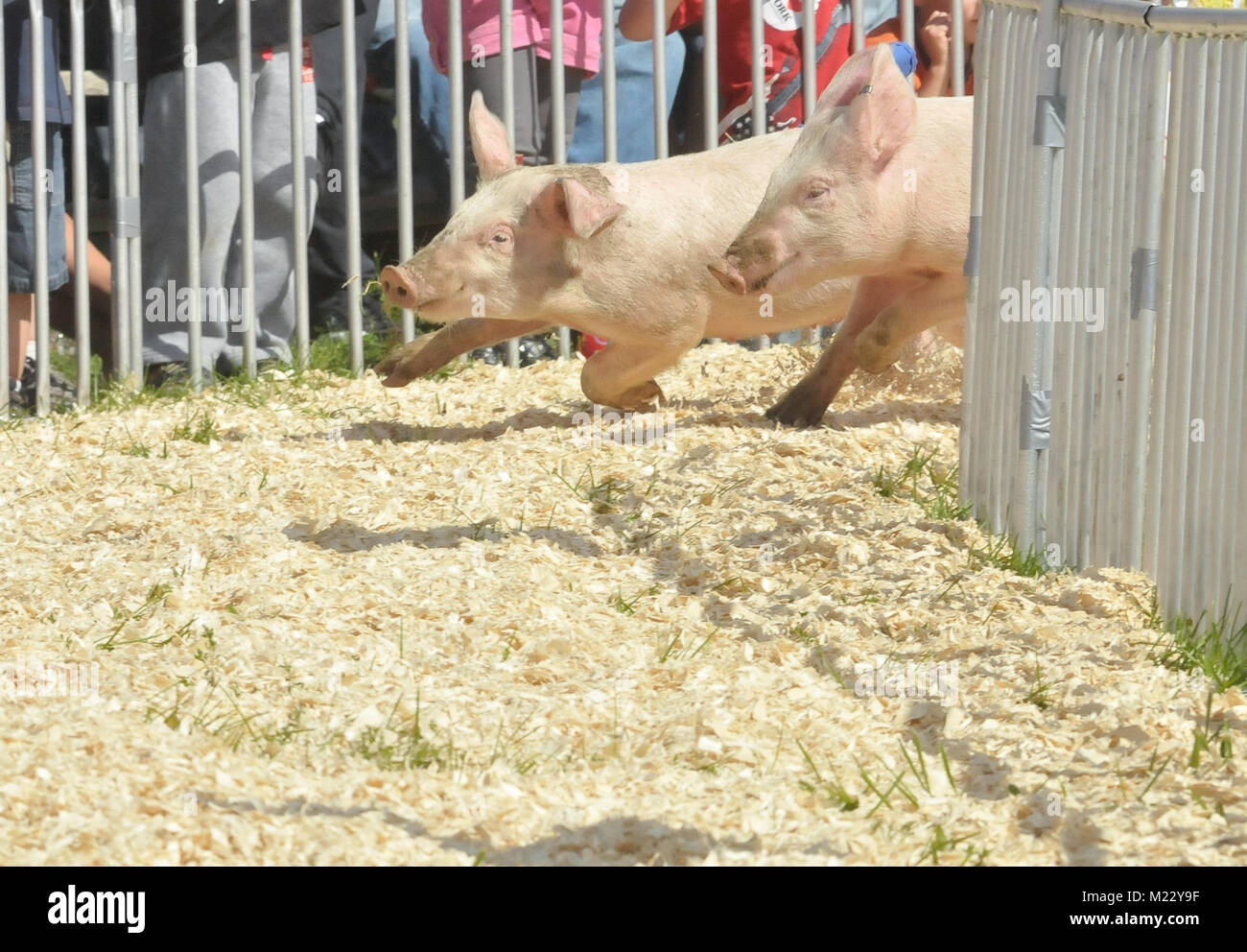 pigs racing at festival Stock Photo - Alamy