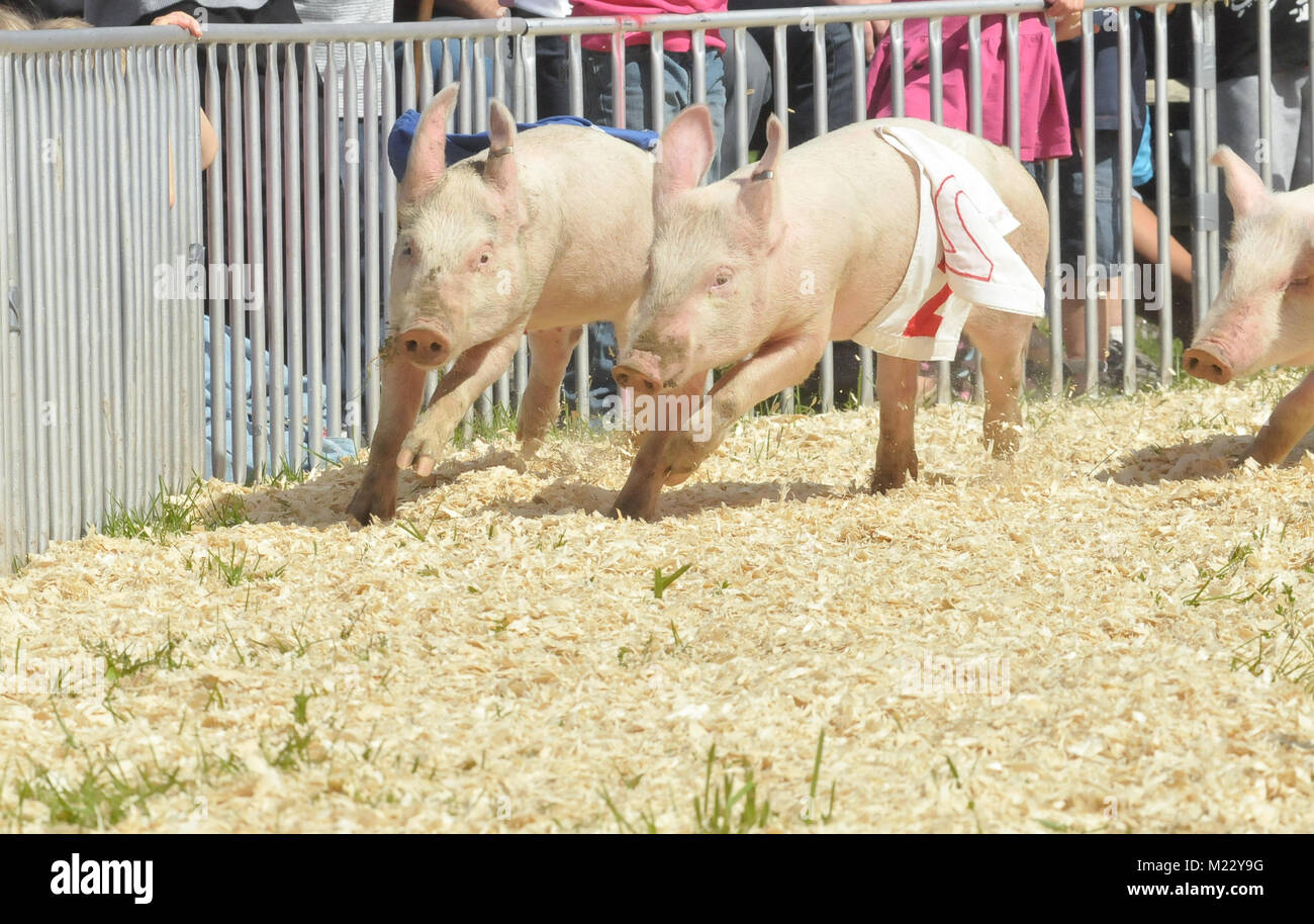pigs racing at festival Stock Photo - Alamy