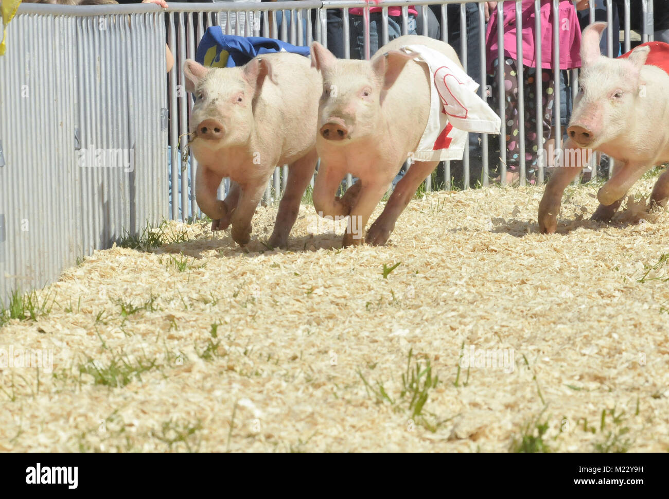 pigs racing at festival Stock Photo - Alamy
