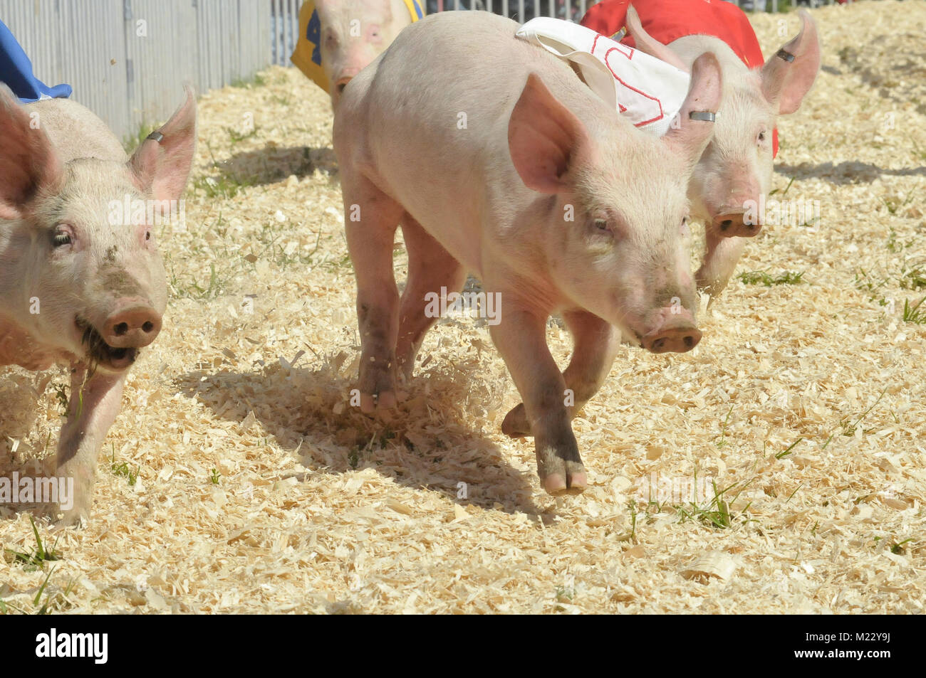 pigs racing at festival Stock Photo - Alamy