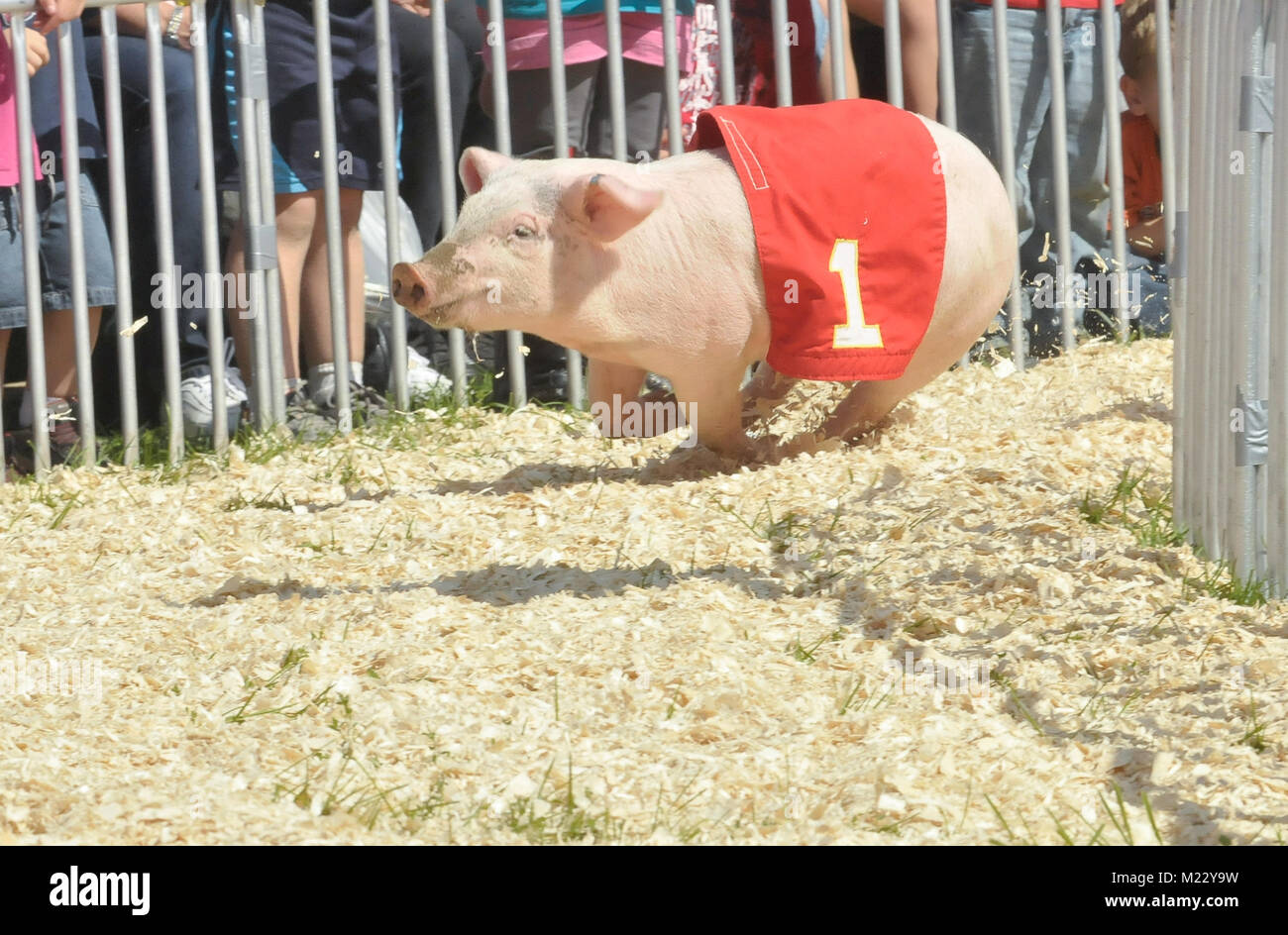 Pig racing hi-res stock photography and images - Alamy