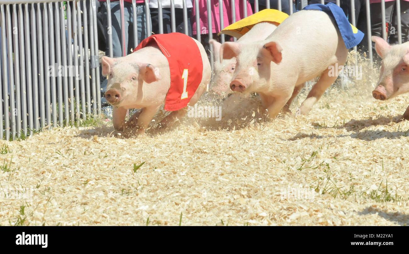 pigs racing at festival Stock Photo - Alamy
