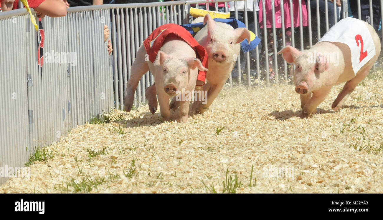 Pig racing hi-res stock photography and images - Alamy