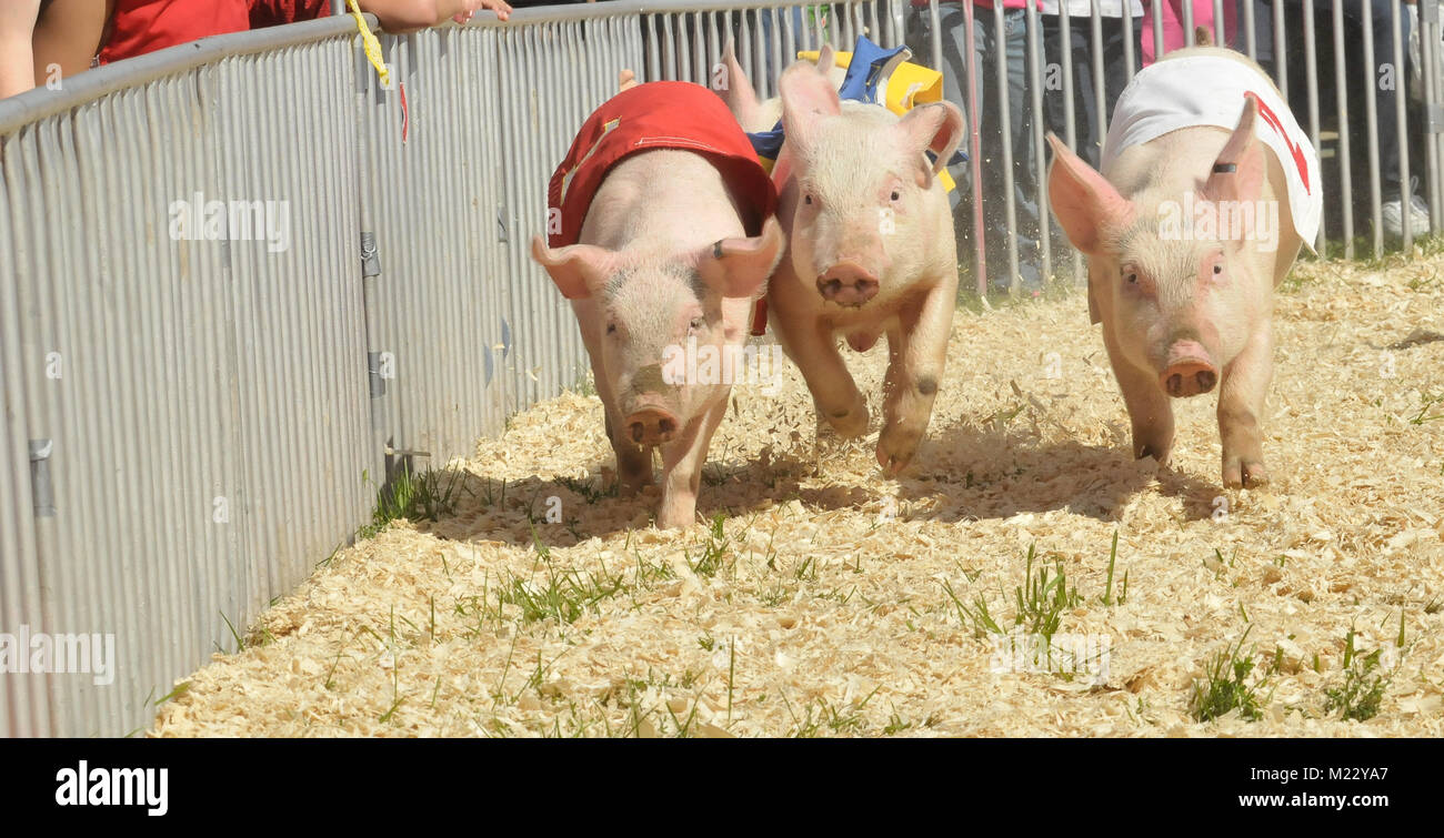 pigs racing at festival Stock Photo - Alamy