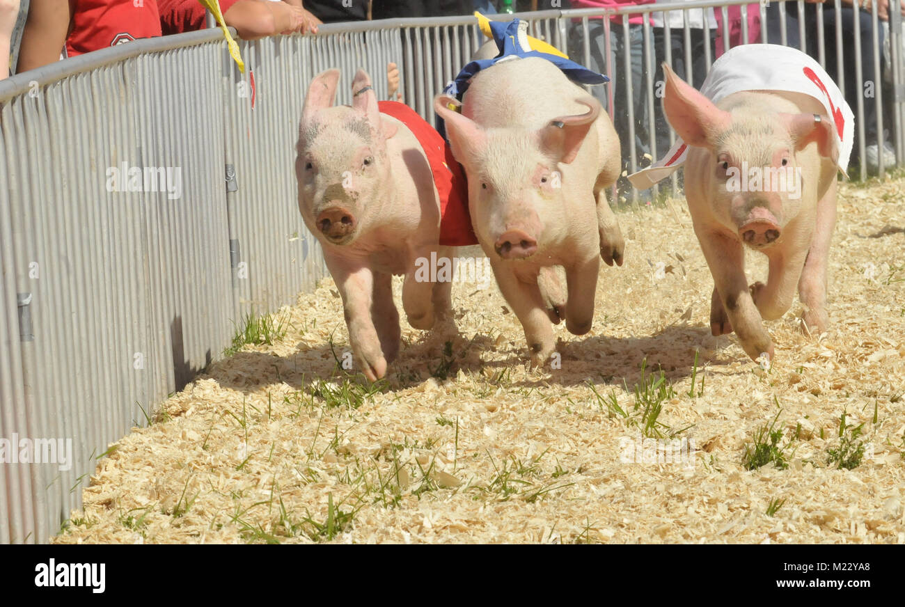 pigs racing at festival Stock Photo - Alamy