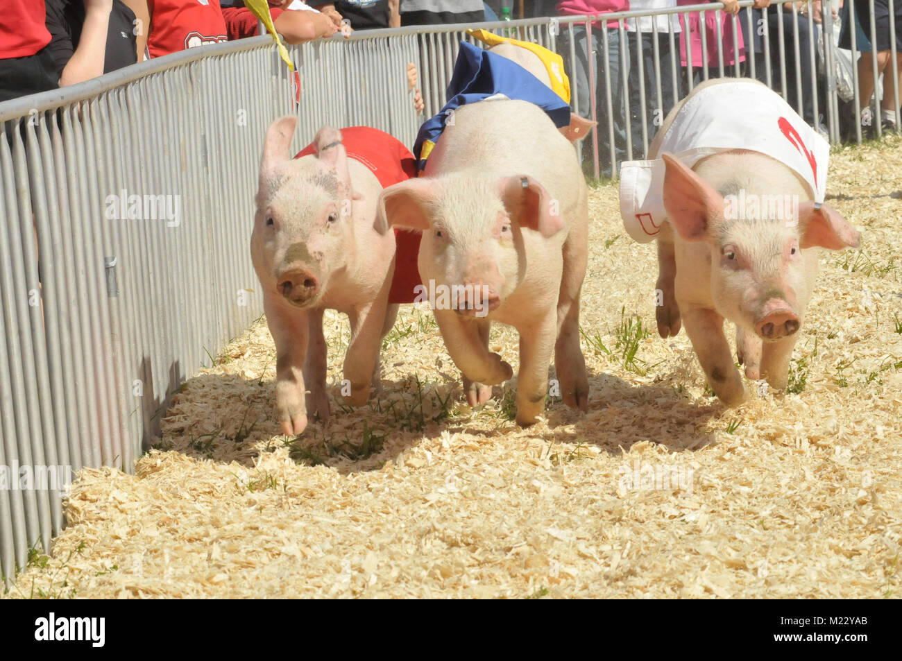 pigs racing at festival Stock Photo - Alamy