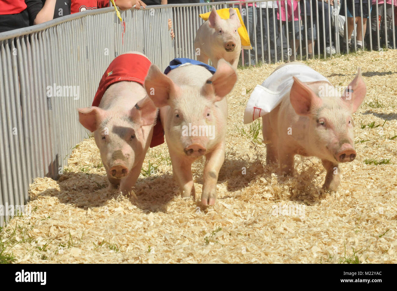 pigs racing at festival Stock Photo - Alamy