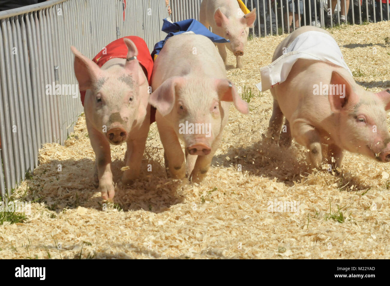 pigs racing at festival Stock Photo - Alamy