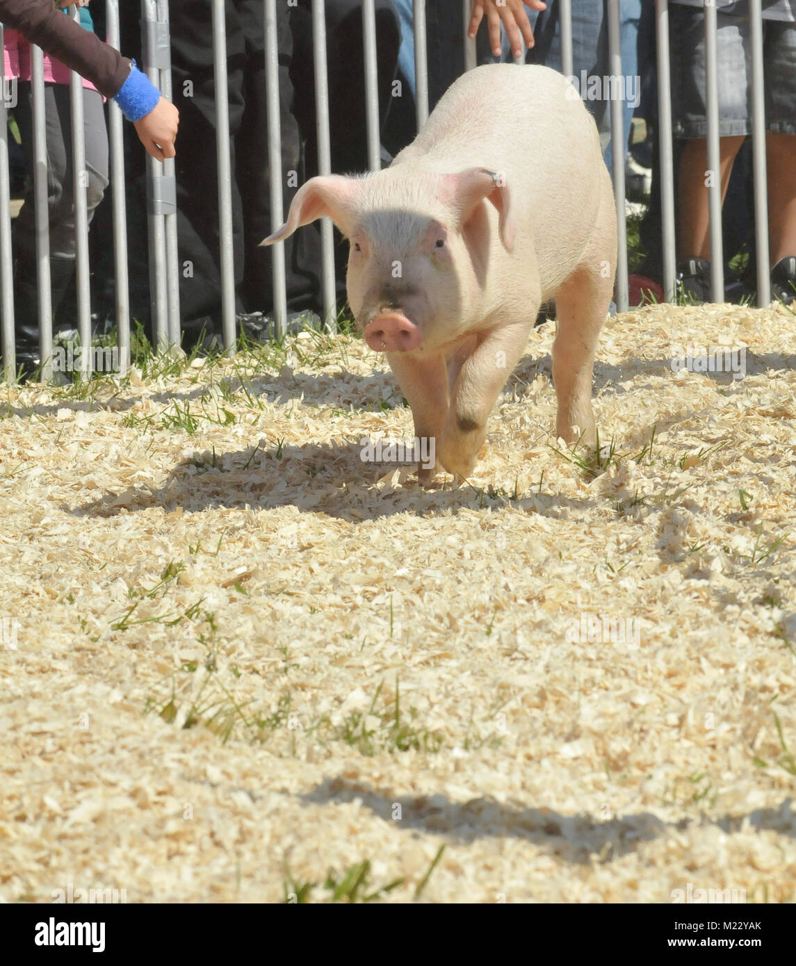 pigs racing at festival Stock Photo - Alamy