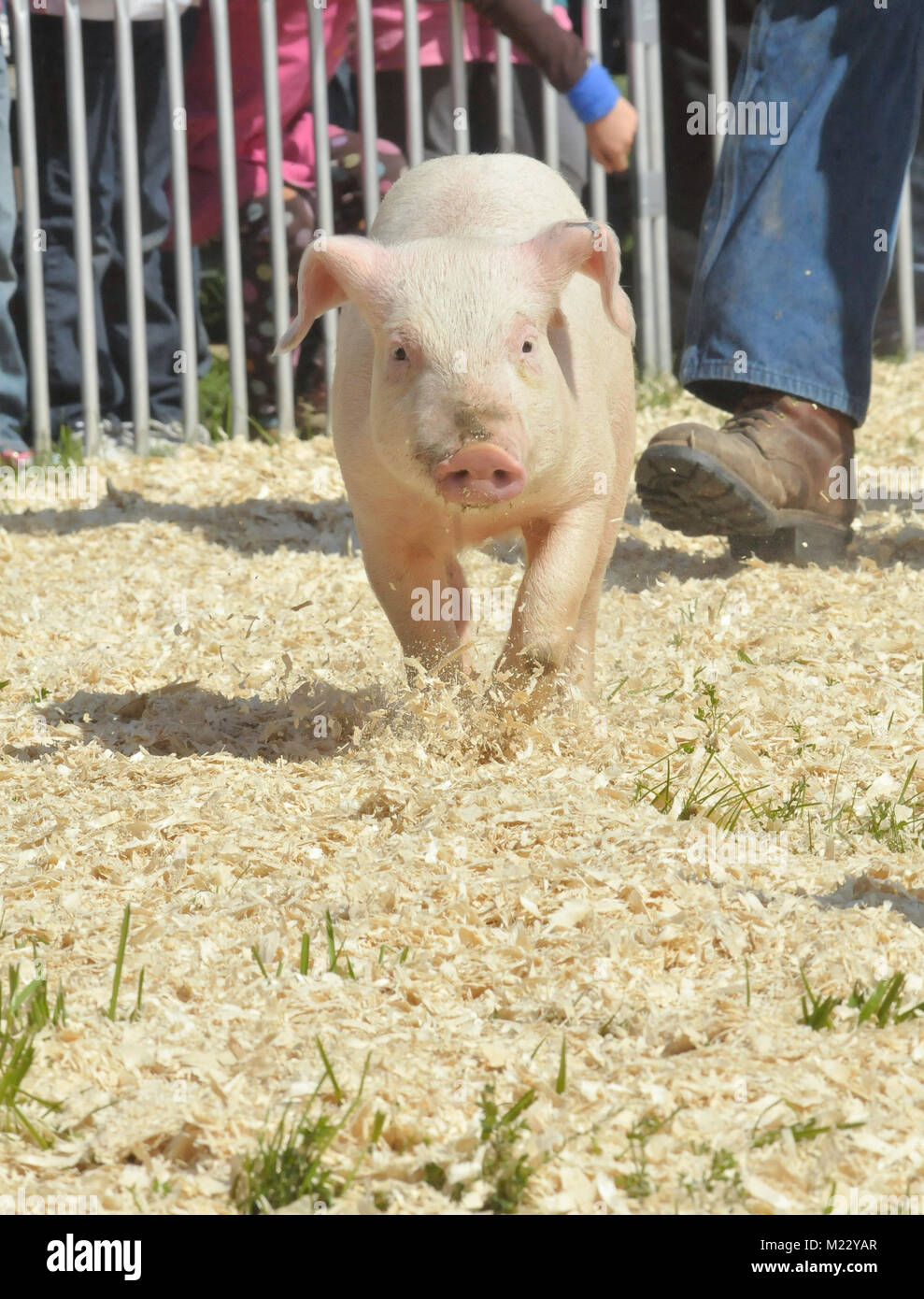 Pig racing hi-res stock photography and images - Alamy