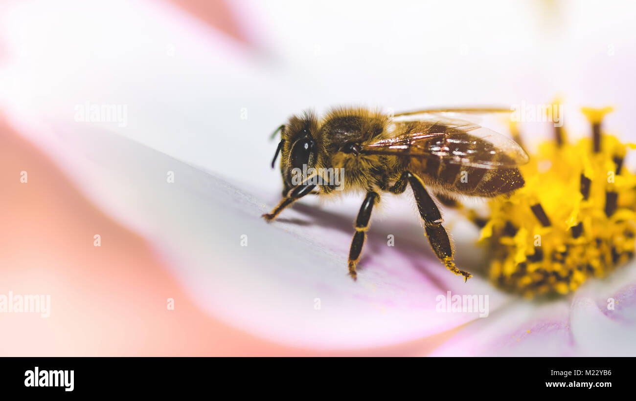 Beautiful nature background with flowers and a bee. Spring flowers ...