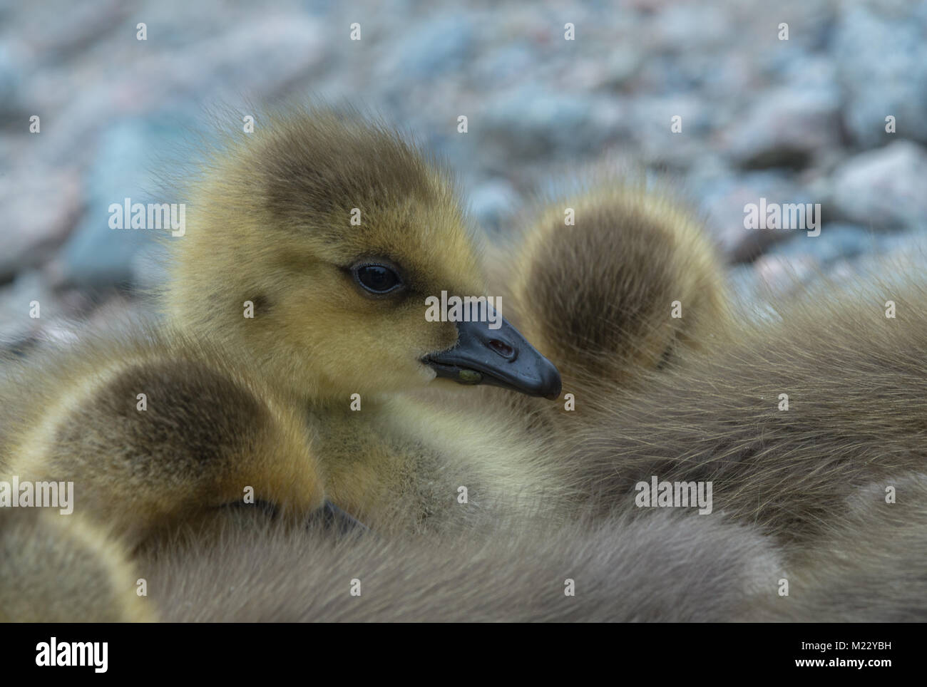 Young Canada Goslings at George C. Reifel Migratory Bird Sanctuary ...