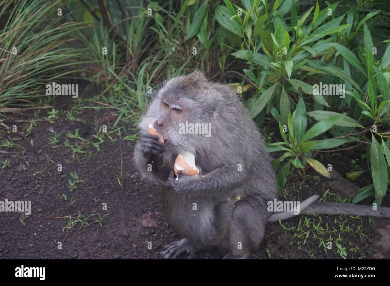 Monkey eating in Bali Indonesia with plants in the back Stock Photo - Alamy