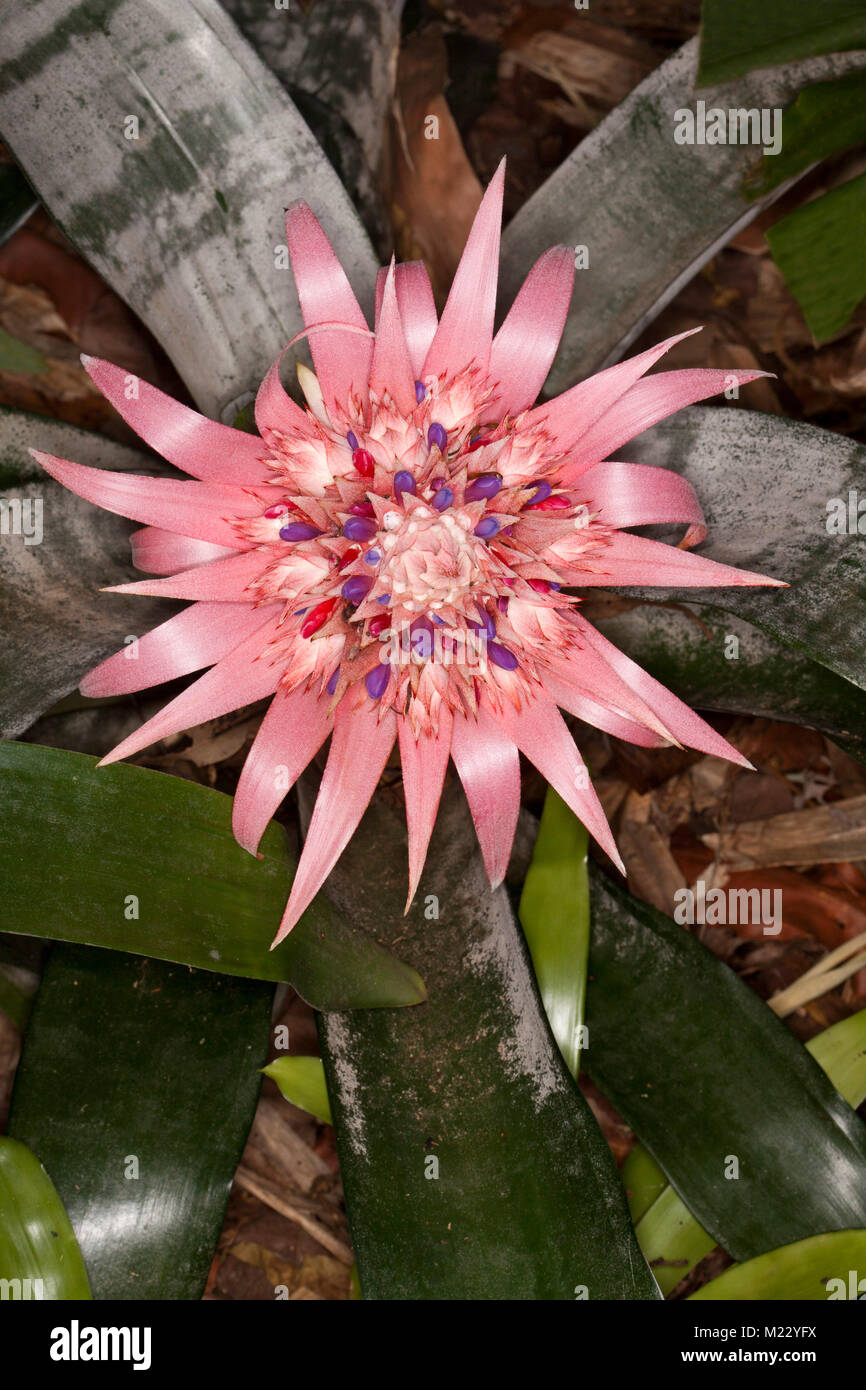 Pink bromeliad hi-res stock photography and images - Alamy