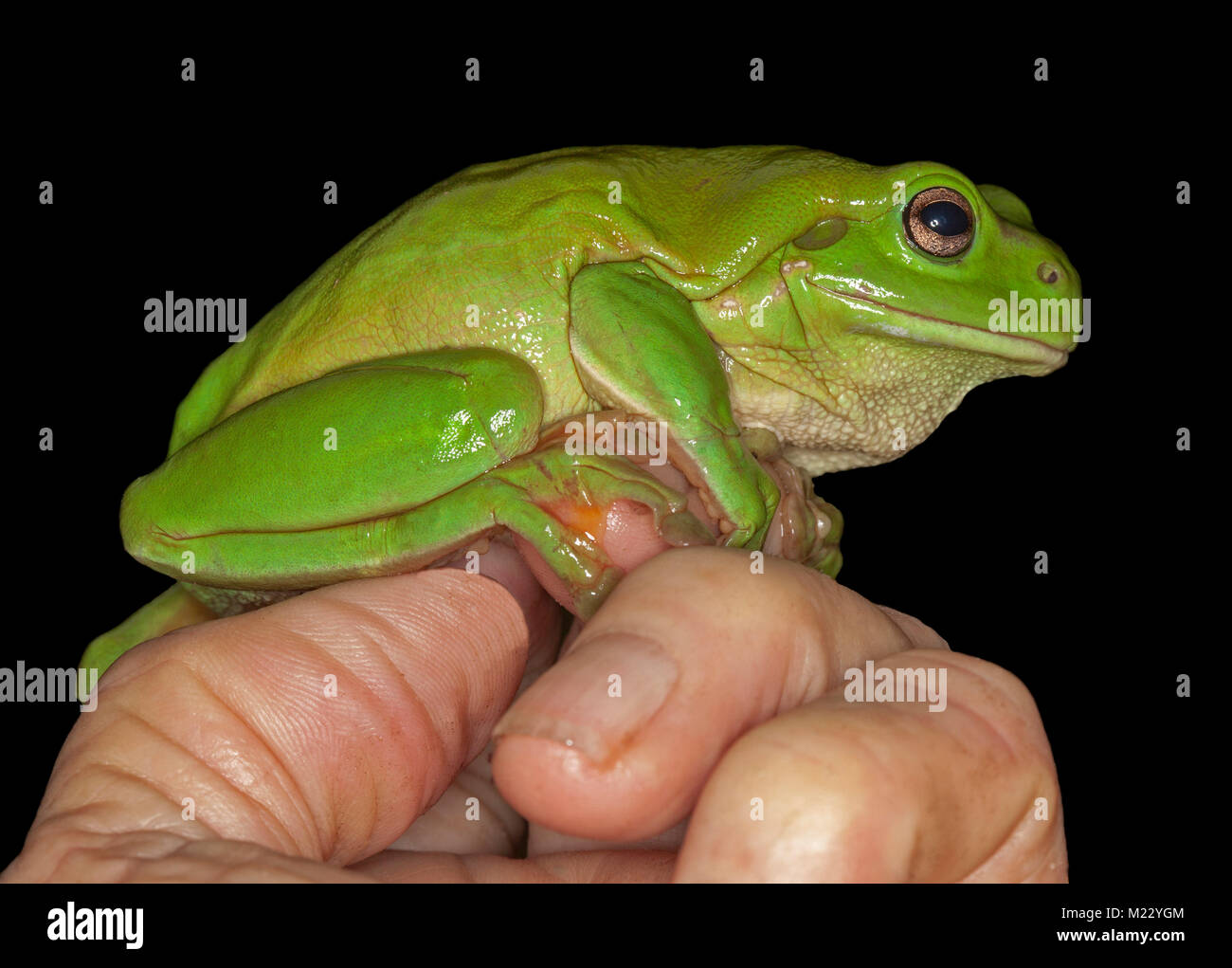 Vivid emerald green Australian tree frog, Litoria caerulea, on person's ...