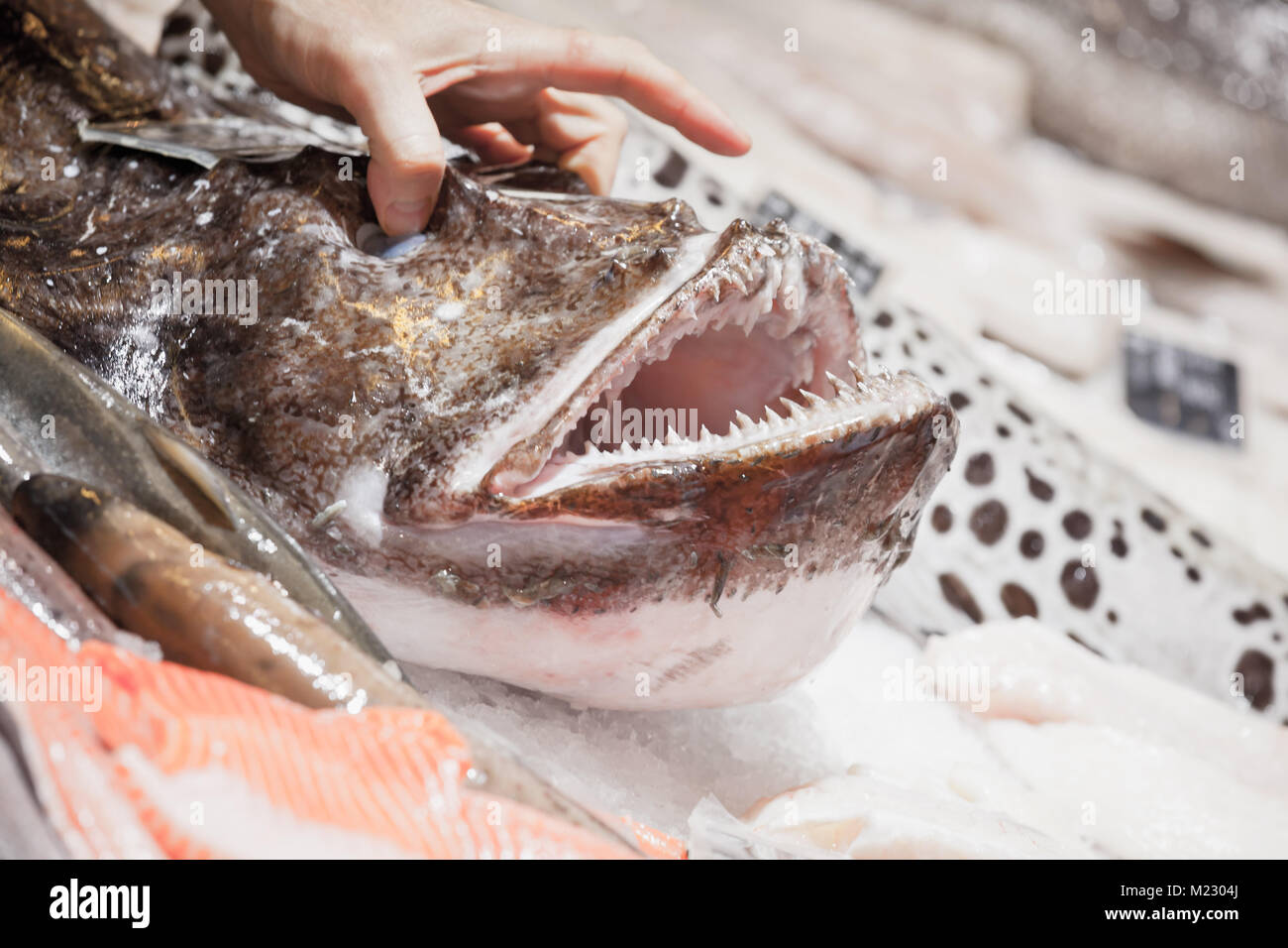Male hand lifting up angler fish o in a seafood shop, close-up photo ...