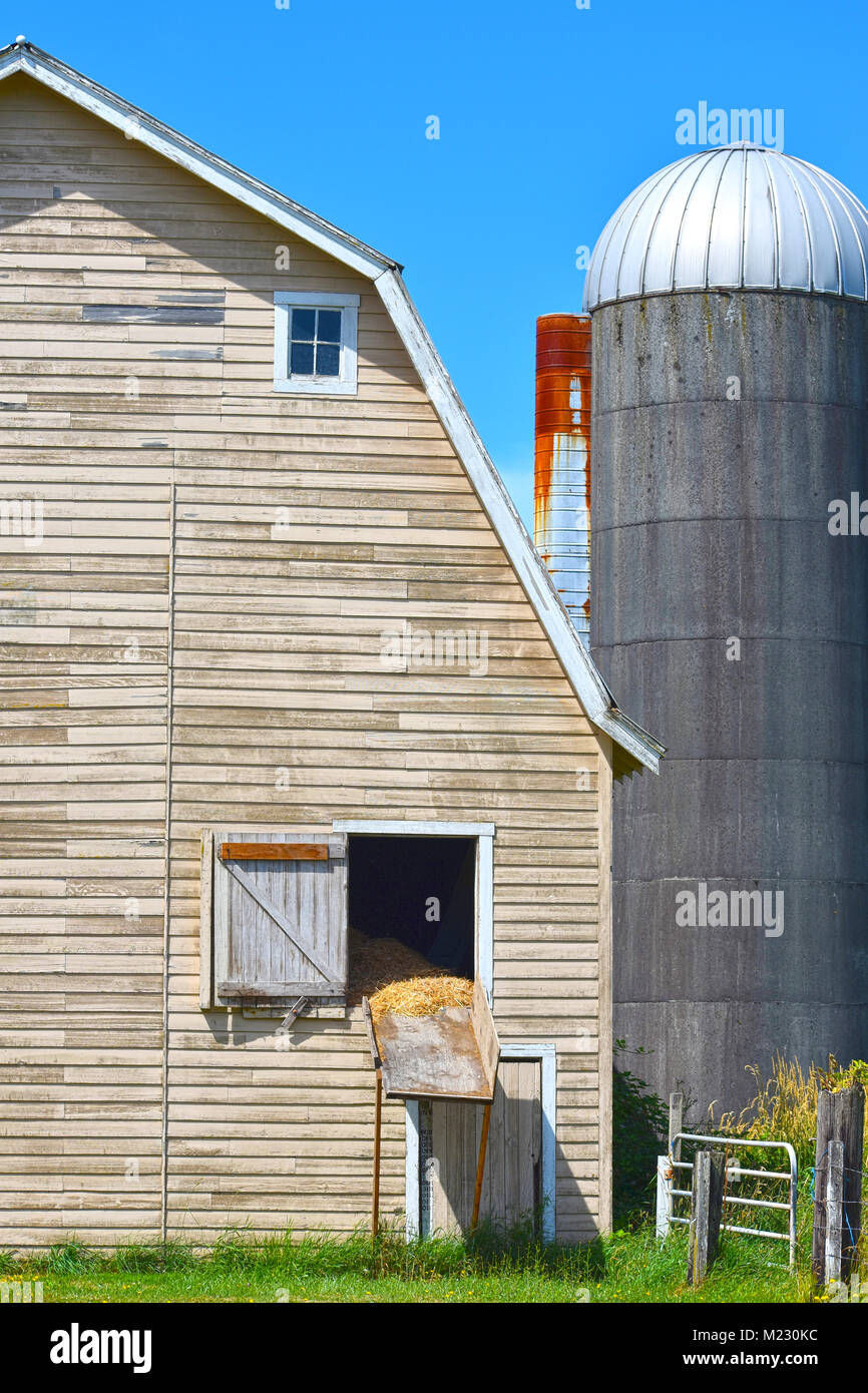 A beautiful beige barn with hay coming out the shoot. Two silos are on ...