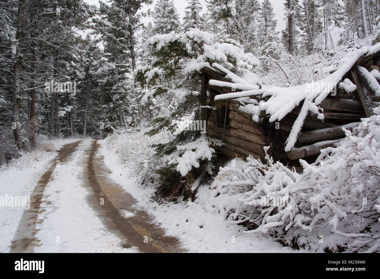 A snow covered collapsed log cabin, along the road outside of Garnet ...
