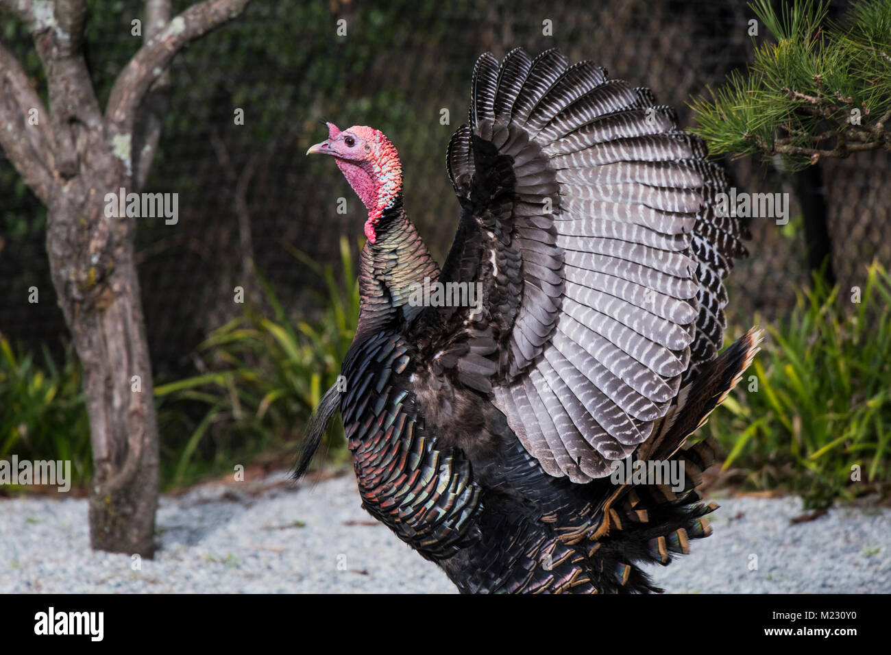 A wild turkey spreads its wings, perhaps in frustration, while ...