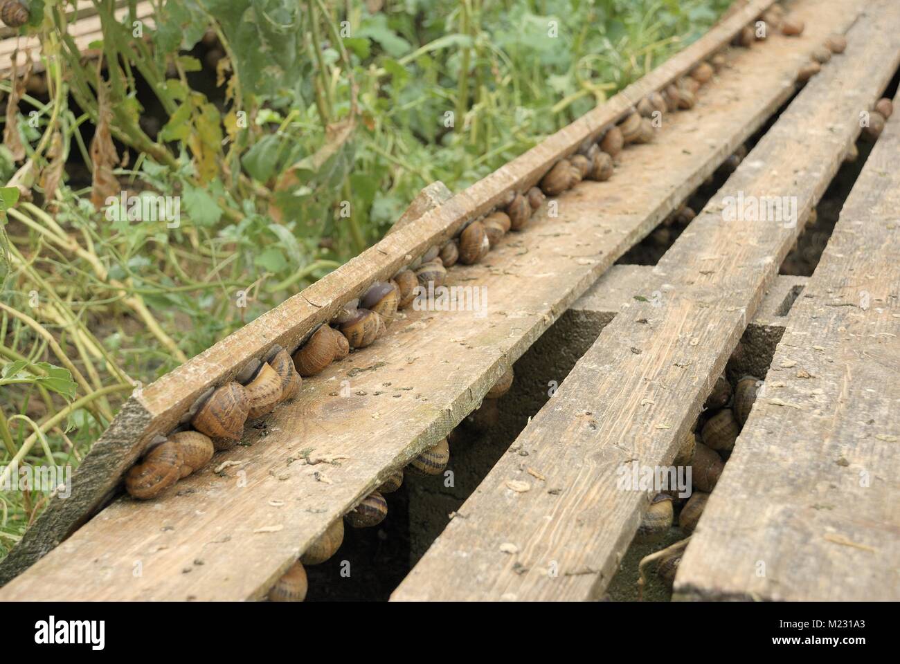 Snail farming france hi-res stock photography and images - Alamy
