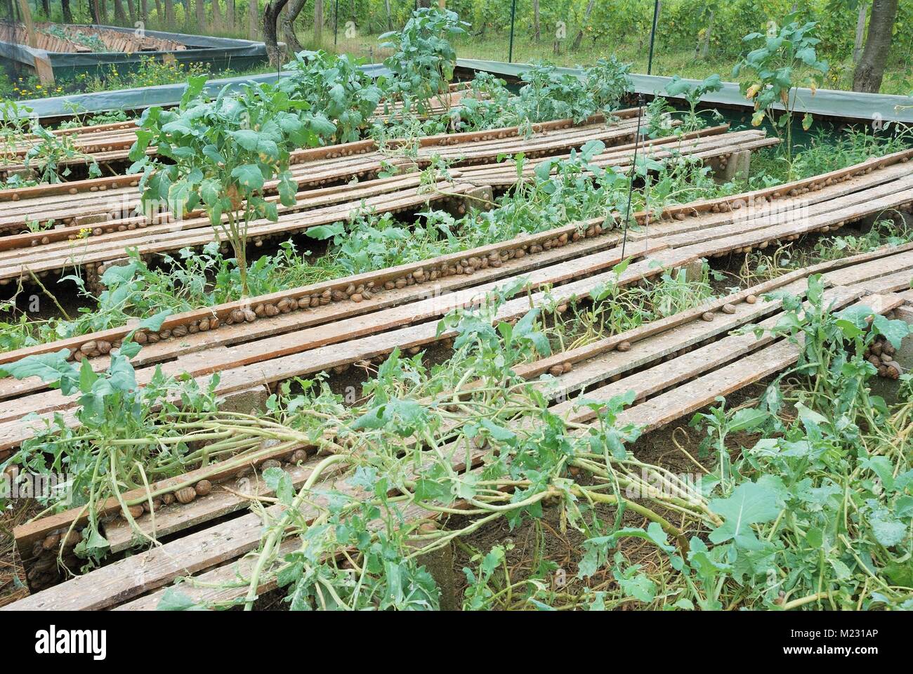 Snail farming france hi-res stock photography and images - Alamy