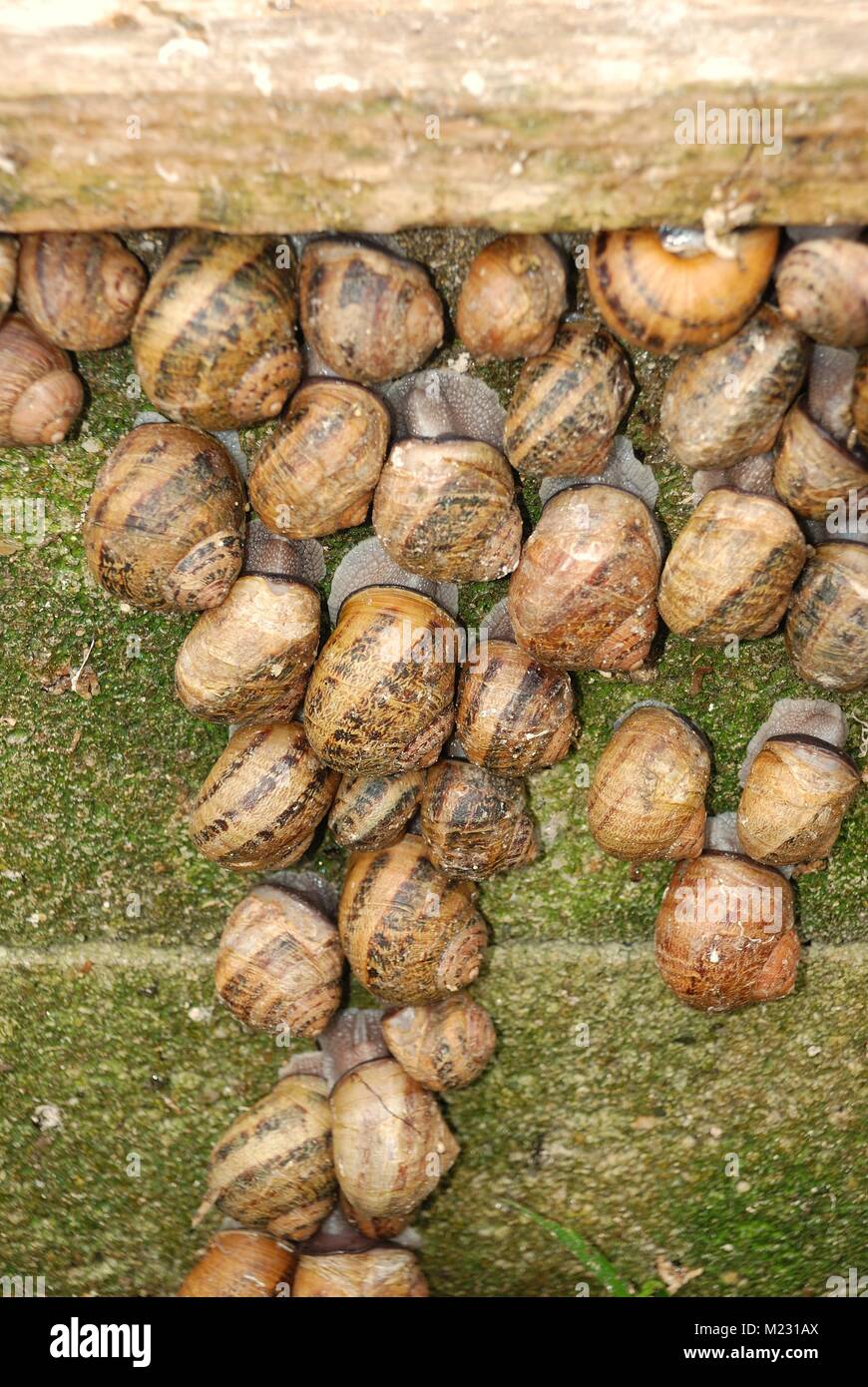 Snail Farming High Resolution Stock Photography and Images - Alamy