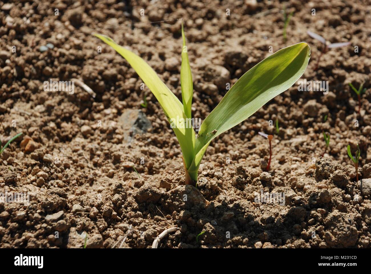 Plein champ hi-res stock photography and images - Alamy