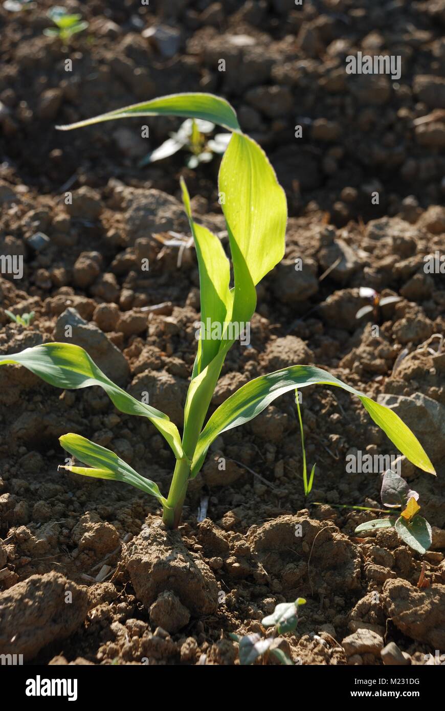 Plein champ hi-res stock photography and images - Alamy