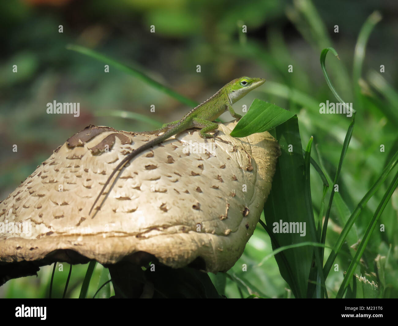 Small green lizard sitting on top of a mushroom among grass on Big ...