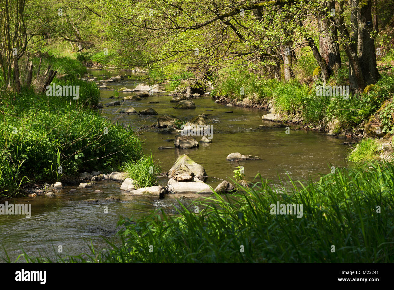 small mountain wild river. Valley in beautiful spring green colors ...