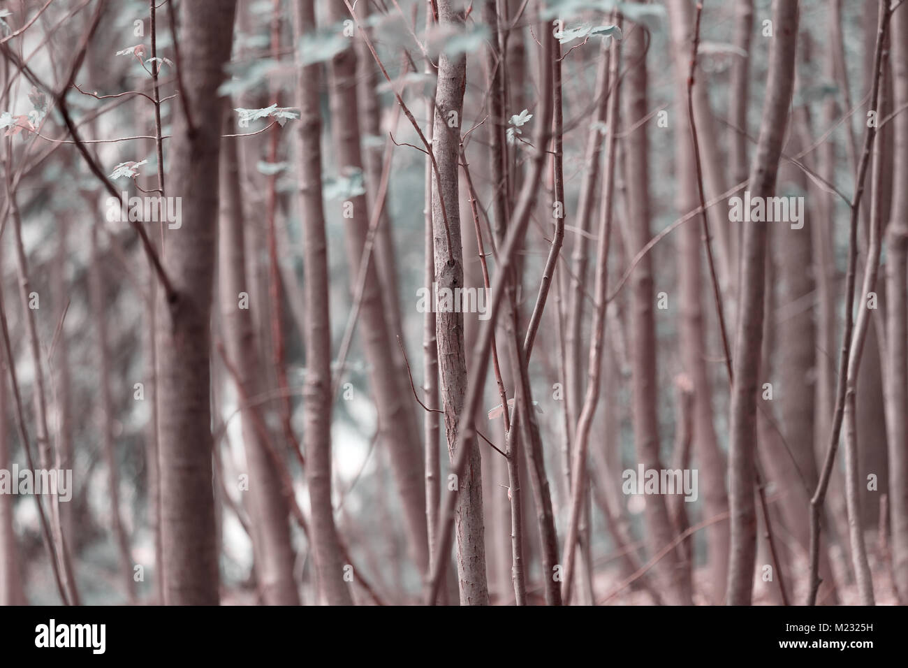 tall thin trees growing in the forest, natural background Stock Photo ...