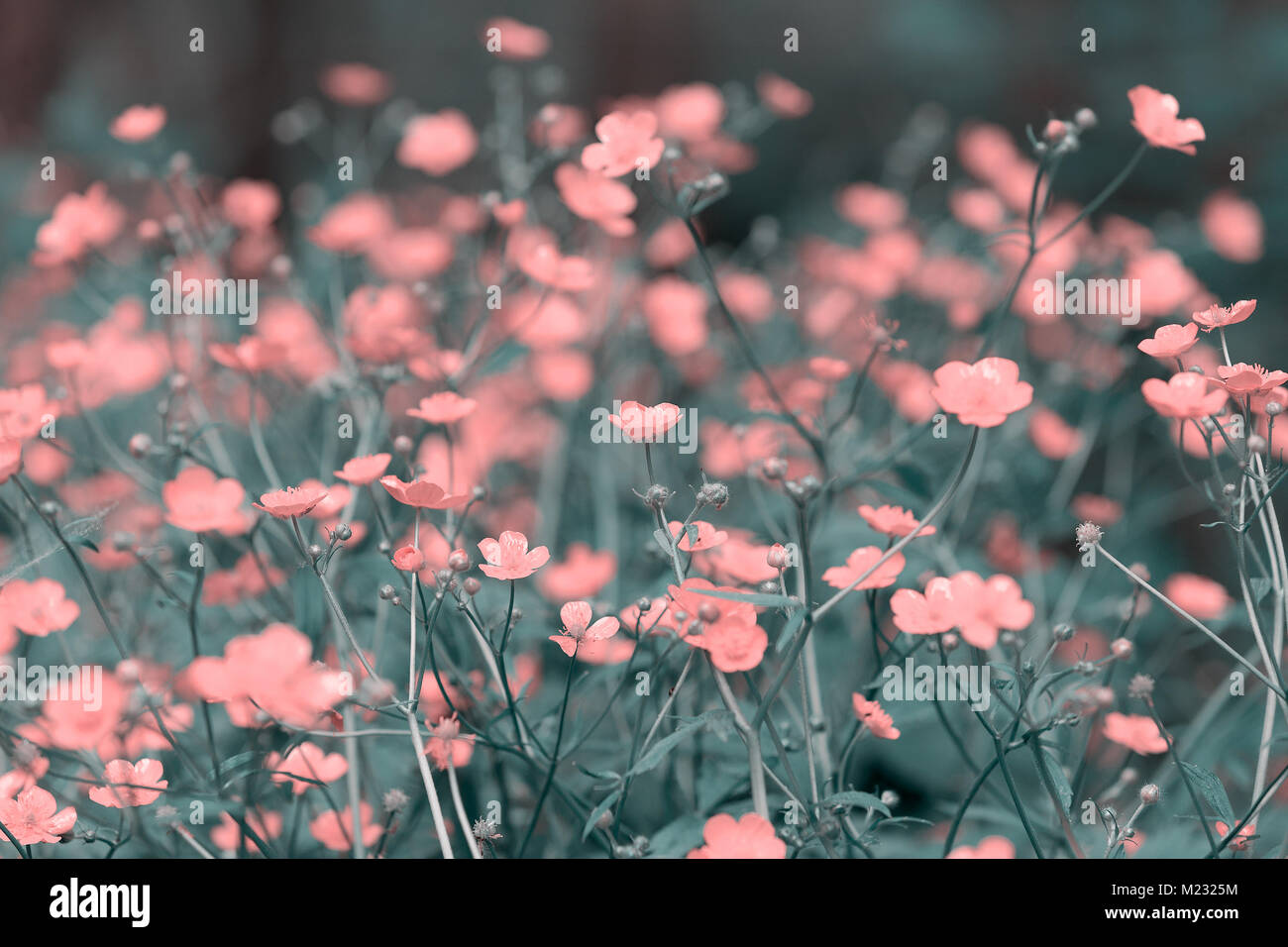 marsh-marigold first yellow flowers in spring, Caltha palustris, known ...